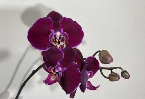 Орхидея фаленопсис бархатная бордовая