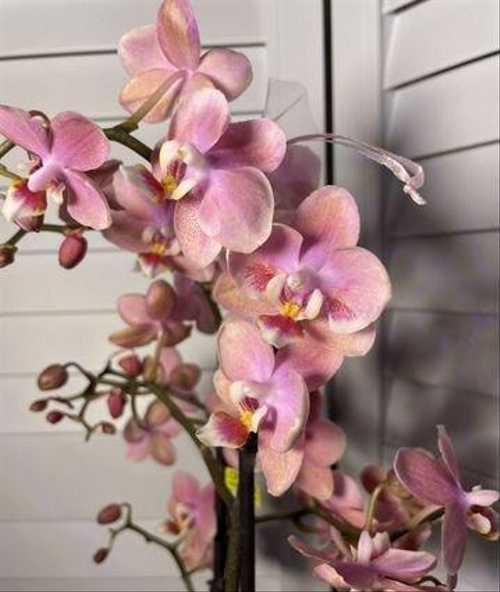 Орхидея фаленопсис Одорион