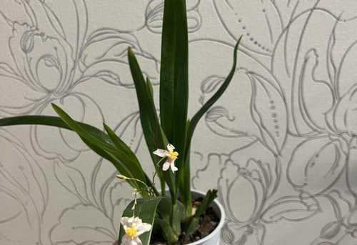 Орхидея Онцидиум Твинкл нежно-розовый