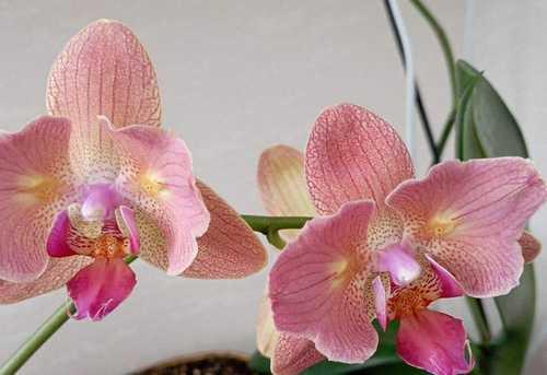Орхидея Rainbow peloric
