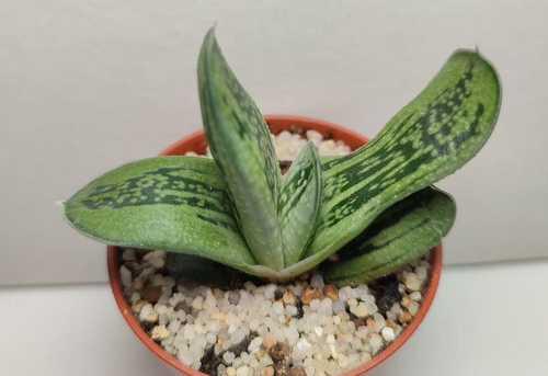 Гастерия Литл Варти (Gasteria cv. Little Warty)