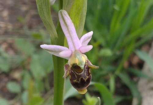 Орхидея уникальная