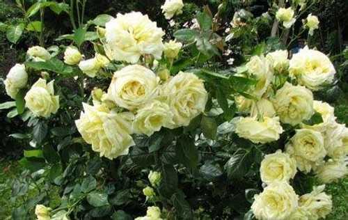 Роза плетистая крупноцветковая Эльф
