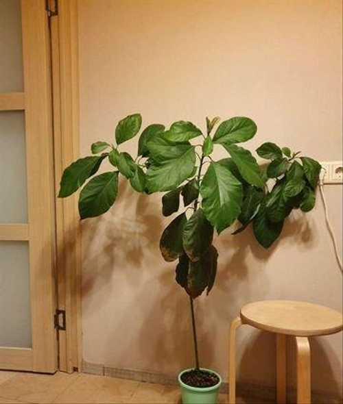 Авокадо комнатное растение