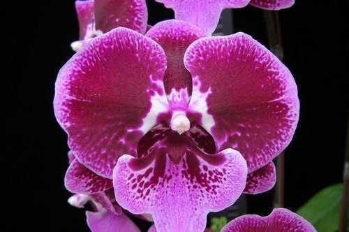 Подростки орхидеи YH04111 Benny