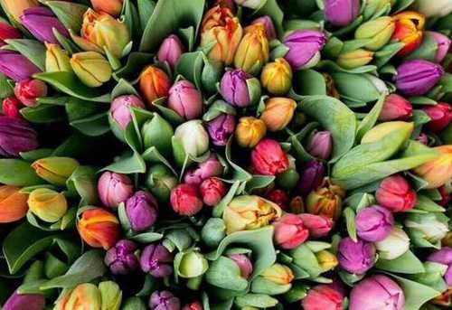 Тюльпаны к 8 марта оптом розница