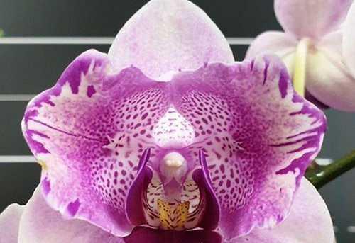 Орхидея Айс Кьюб бабочка