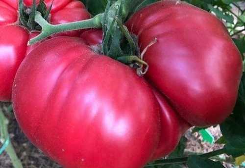Семена томата и рассада сорт "розовый Барбастро"