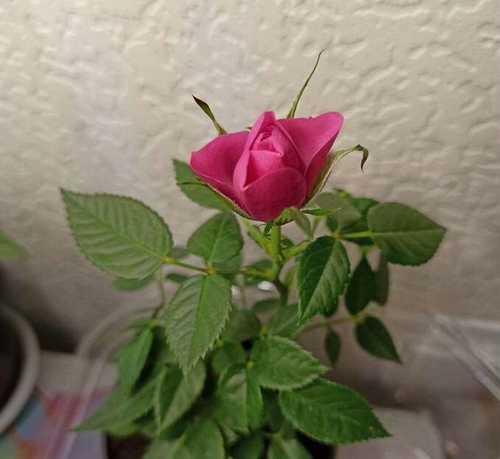 Роза кордана (комнатная) розовая, белая, красная