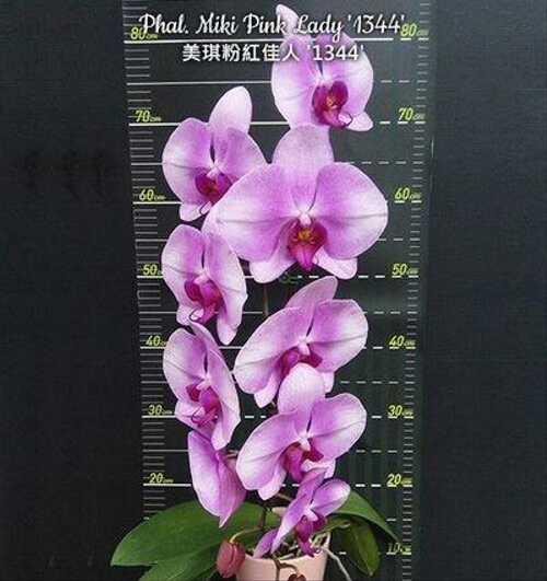 Орхидея фаленопсис Pink Lady