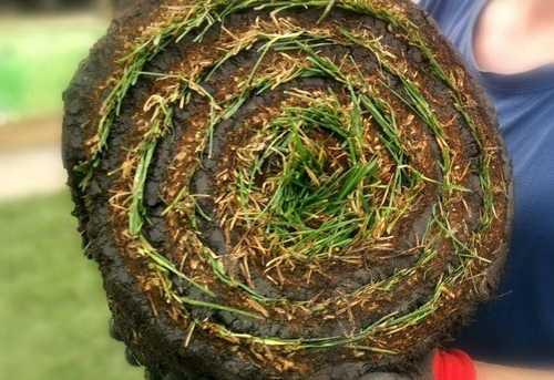 Газонная трава в рулонах от производителя