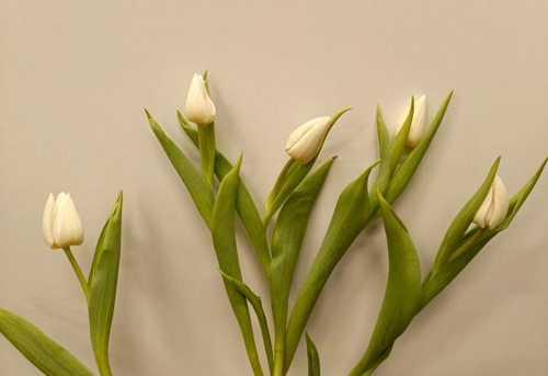 Тюльпаны белые в горшке