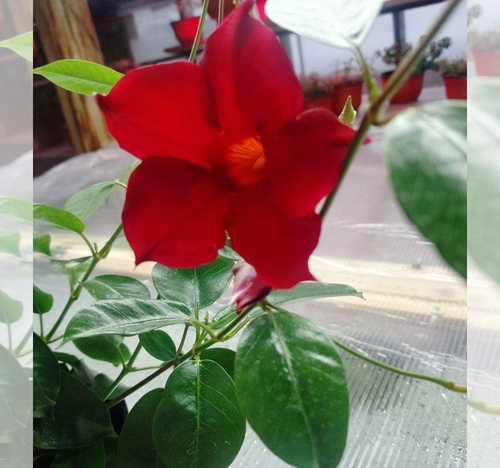 Дипладения цветущая