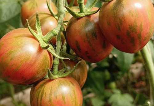 Семена томатов коллекционные