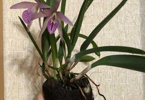 Орхидея каттлея (Брассокаттлея)