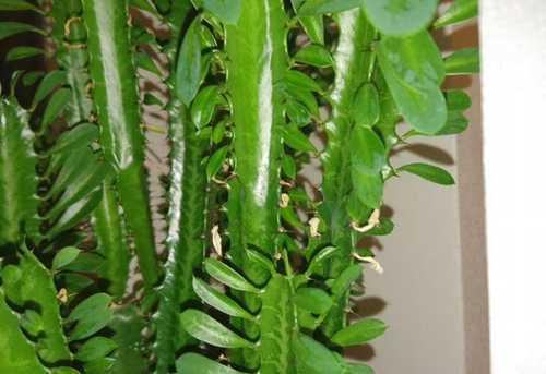 Растение комнатное Молочай (Эуфорбия) – суккулент