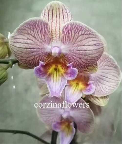 Фаленопсис биг лип орхидея 320