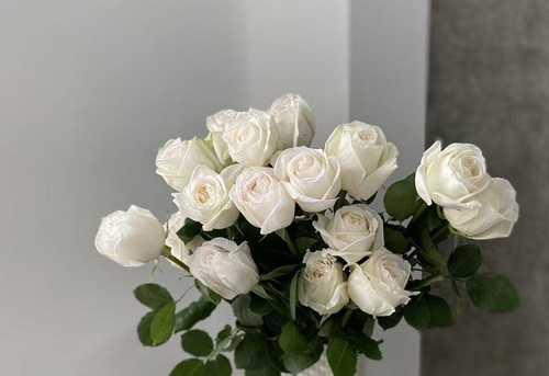 Пионовидная роза О'Хара, белая роза