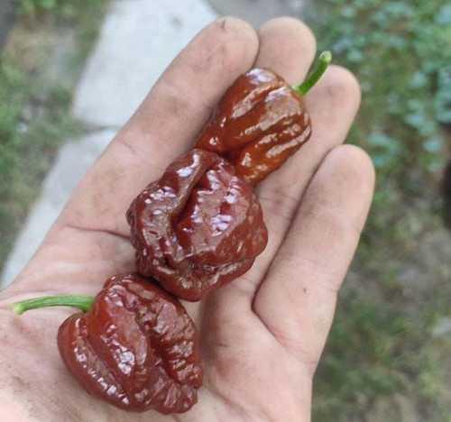 Семена супер острого перца Trinidad Scorpion Black