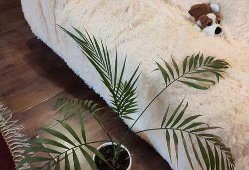 Пальма хамедорея,80 см