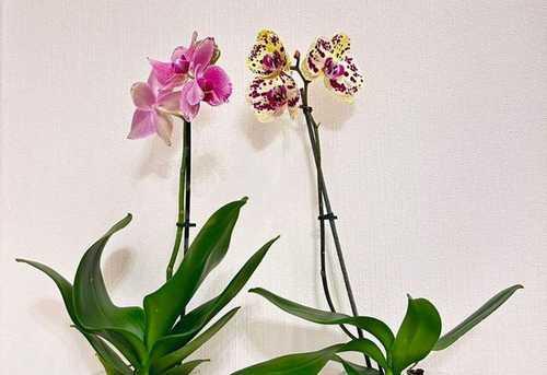 Орхидеи фаленопсис цветущие
