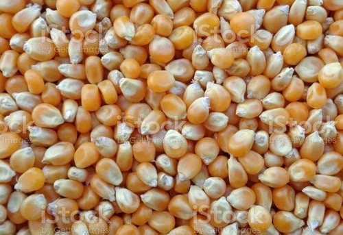 Кукуруза для попкорна семена