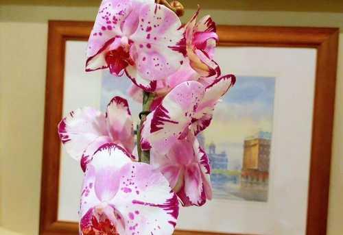 Magic Art крупная орхидея фаленопсис отцвела
