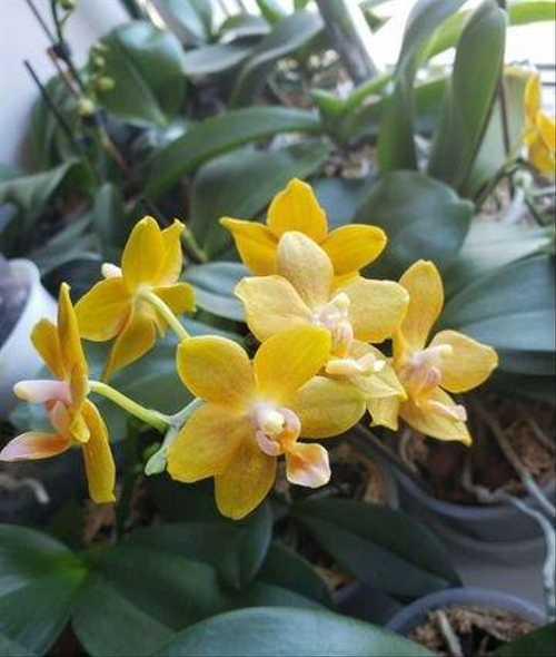 Орхидея фаленопсис Phal. Allura Starlight