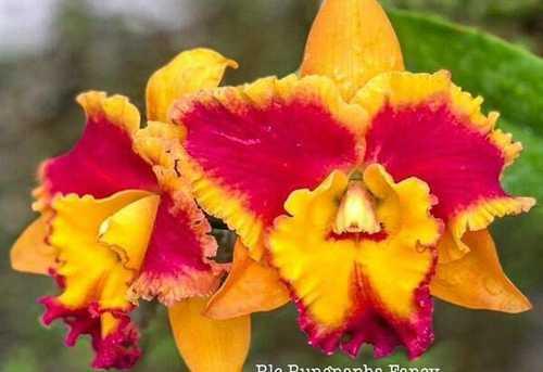 Орхидея RLC. rungnapha fancy 'warm welcome
