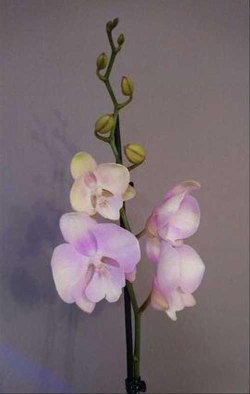 Орхидея фаленопсис цветущие Европа