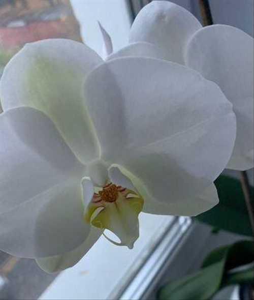 Орхидея фаленопсис Королевская белая