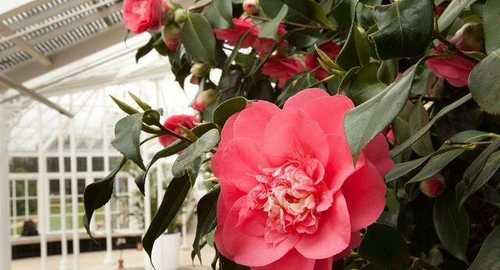 Камелия японская сорта Зимняя роза