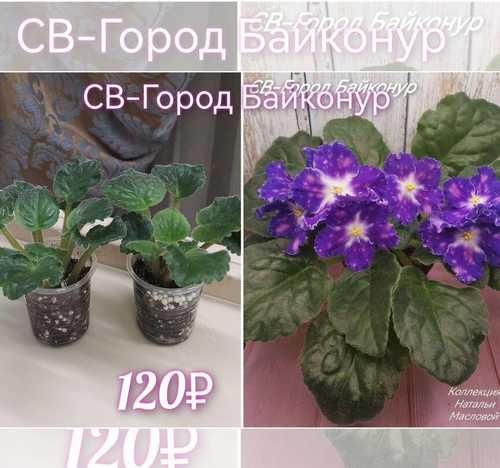 Детки сортовых фиалок