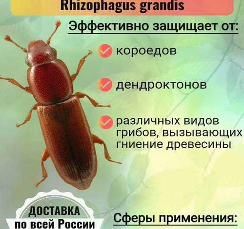 Ризофагус Грандис от Короедов и Дендроктонов