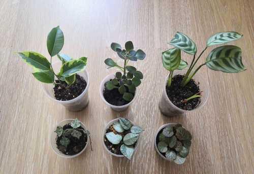 Набор комнатных растений