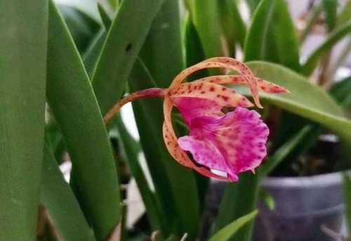 Орхидея катлея гибрид (брасокатлея) 3 вида