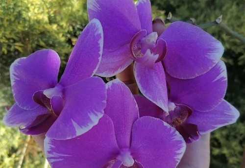 Орхидея фаленопсис Каида