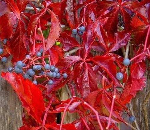 Девичий виноград черенки для посадки