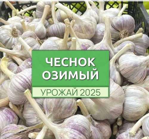 Чеснок озимый для посадки