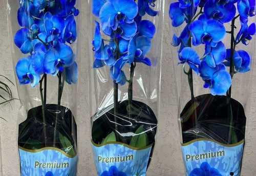 Орхидея синяя