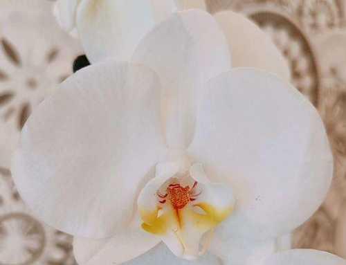 Белая орхидея цветущая, один цветонос h63 см