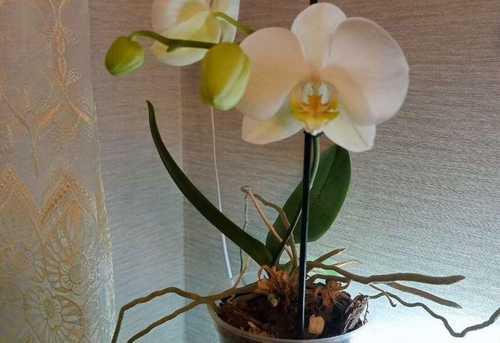 Цветок комнатный, Орхидея