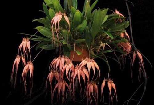 Орхидея бульбофиллум (Bulbophyllum)