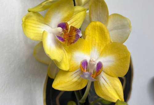 Орхидея фаленопсис ароматная
