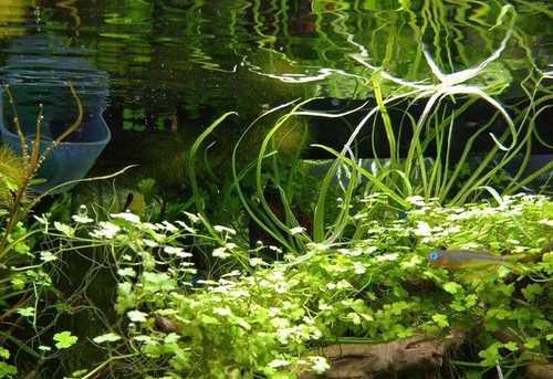Водные растения меняю на растения для флорариума