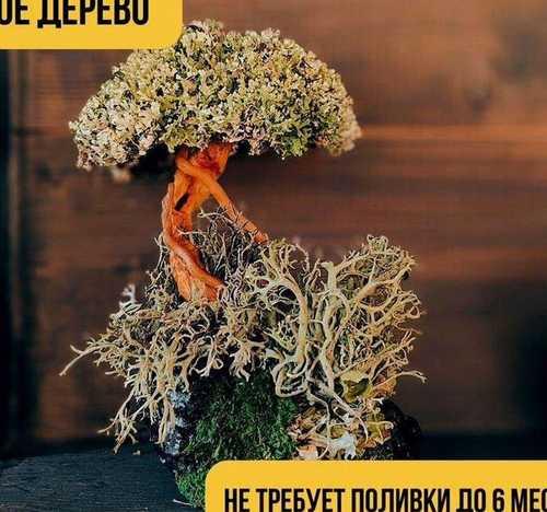 Маленькое дерево/бонсай. Цетрария