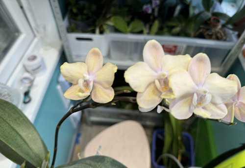 Орхидея i-hsin Maple Valley 1691 цветущая