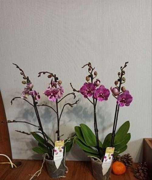 Орхидея мультифлора Биг Лип, 2 ствола