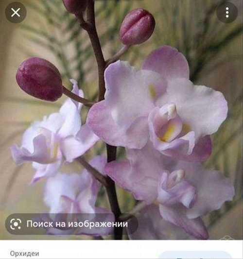Орхидея сортовая Phal. Liu's Sakura
