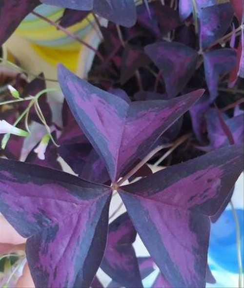 Кислица оксалис фиолетовый